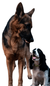 Dog Obedience Training - Next Level Dog Training