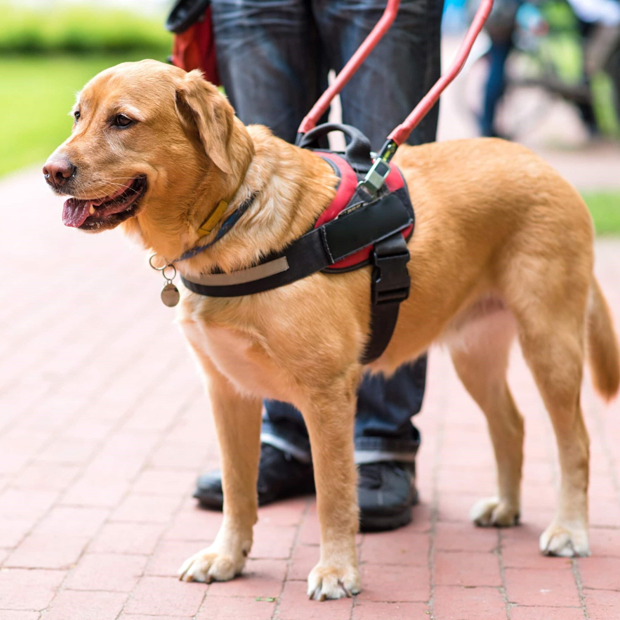 Dog Training by Next Level Dog Training - 12+ Years of Experience