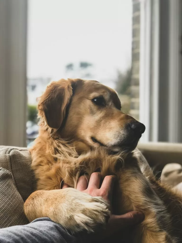 Service Dogs for Anxiety | Transform Your Life with a Dog