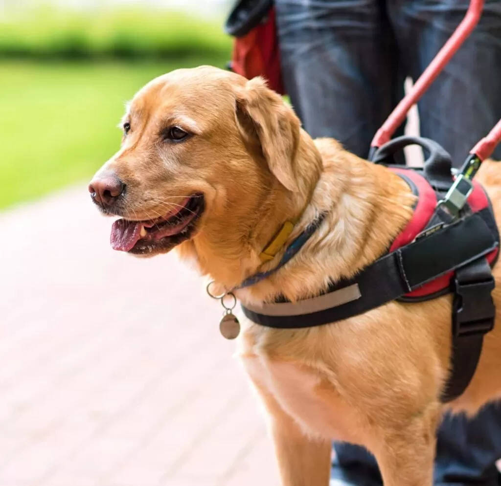 Next Level Dog Training - 14+ Years of Experience