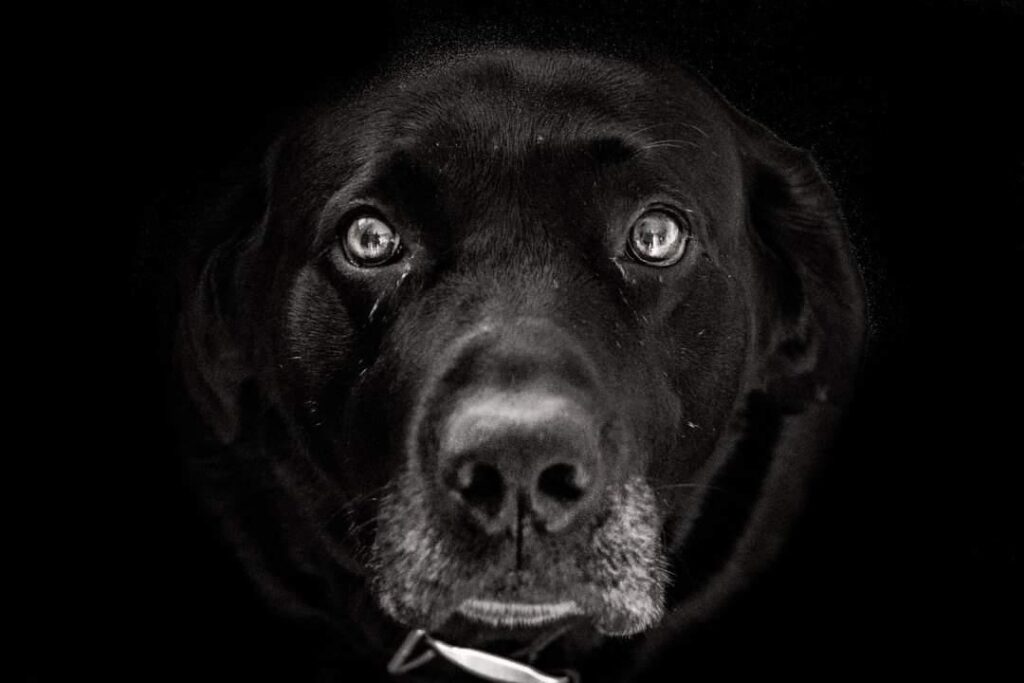 Next Level Dog Training | Crafting Confident Canine Companions