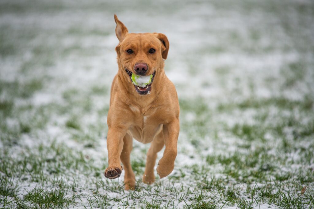 Dog Recall Training: 9 Powerful Steps to Build Success