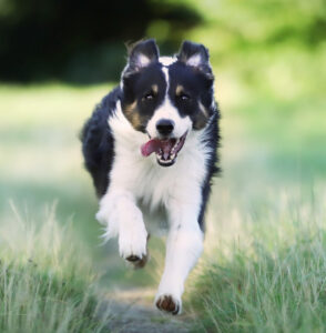 Border Collie Training - Next Level Dog Training