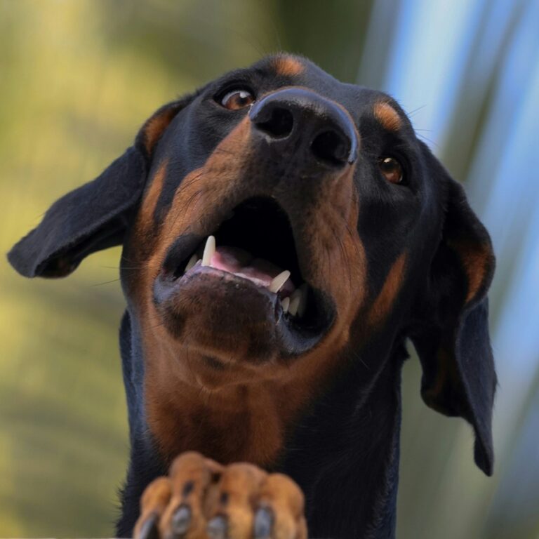 Doberman Training - Next Level Dog Training
