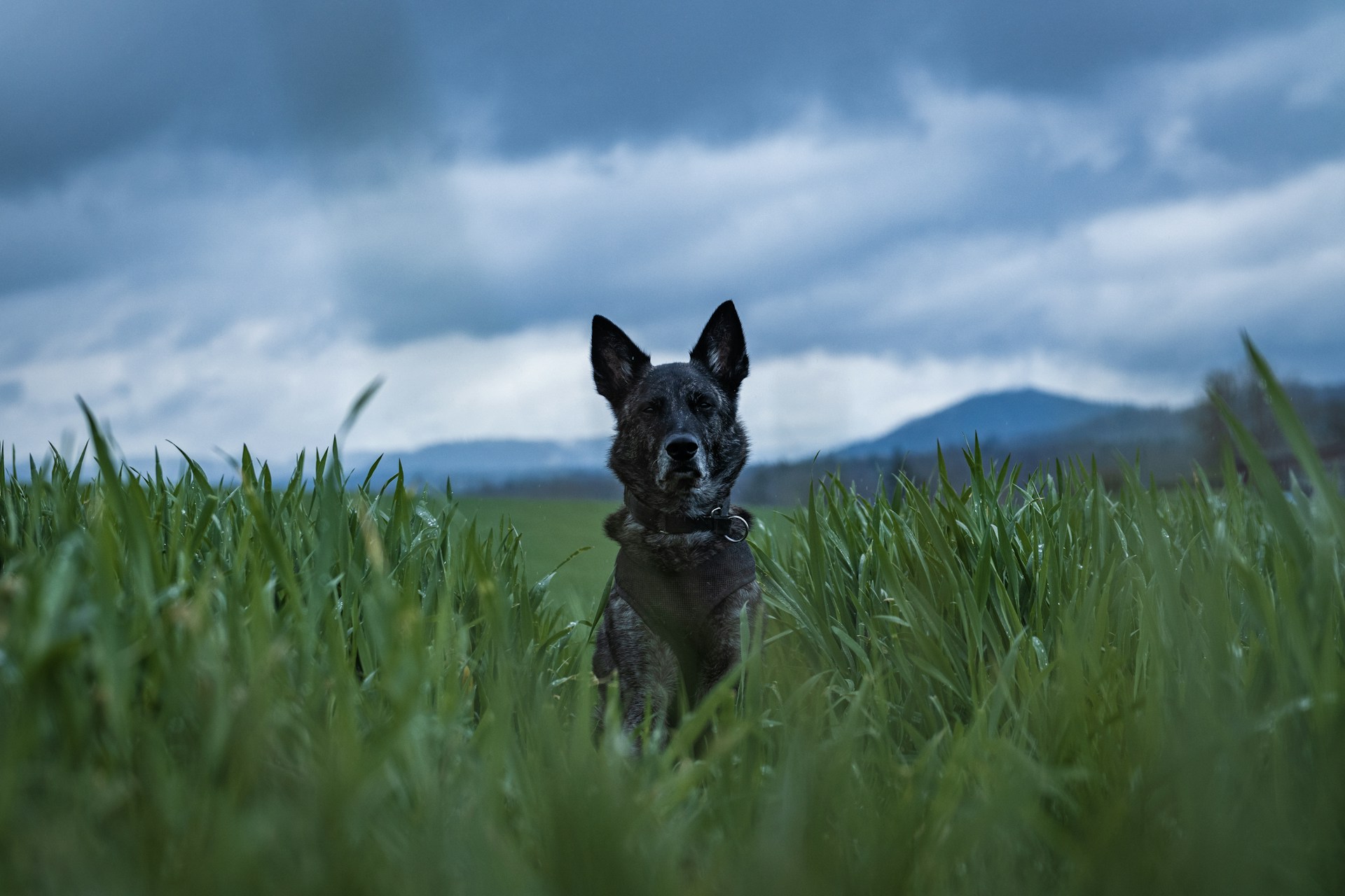 Dutch Shepherd Training - Next Level Dog Training