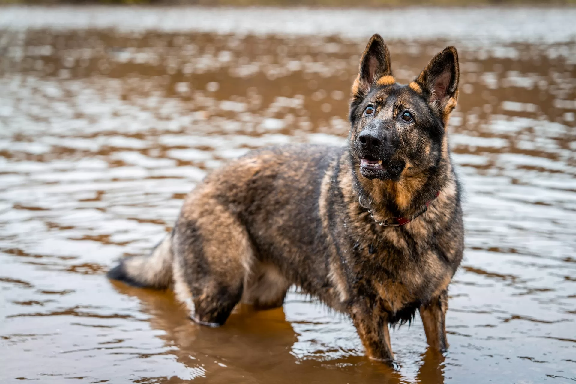 German Shepherd Training - Next Level Dog Training