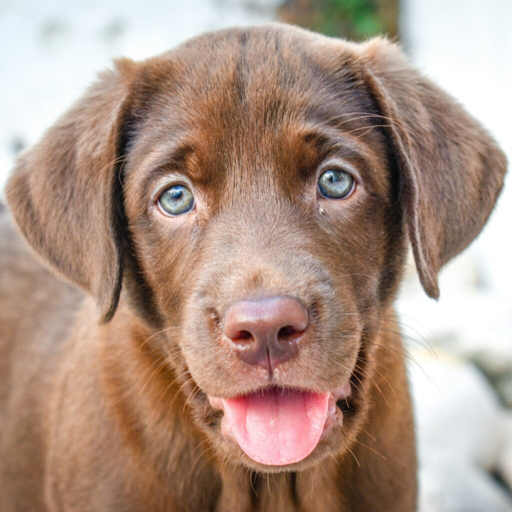 Labrador Retriever Training - Next Level Dog Training