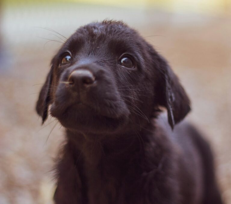 Next Level Dog Training - 14+ Years of Experience