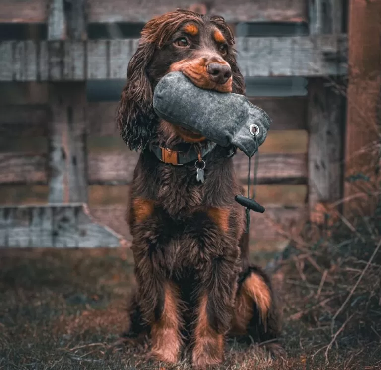 Next Level Dog Training - 14+ Years of Experience