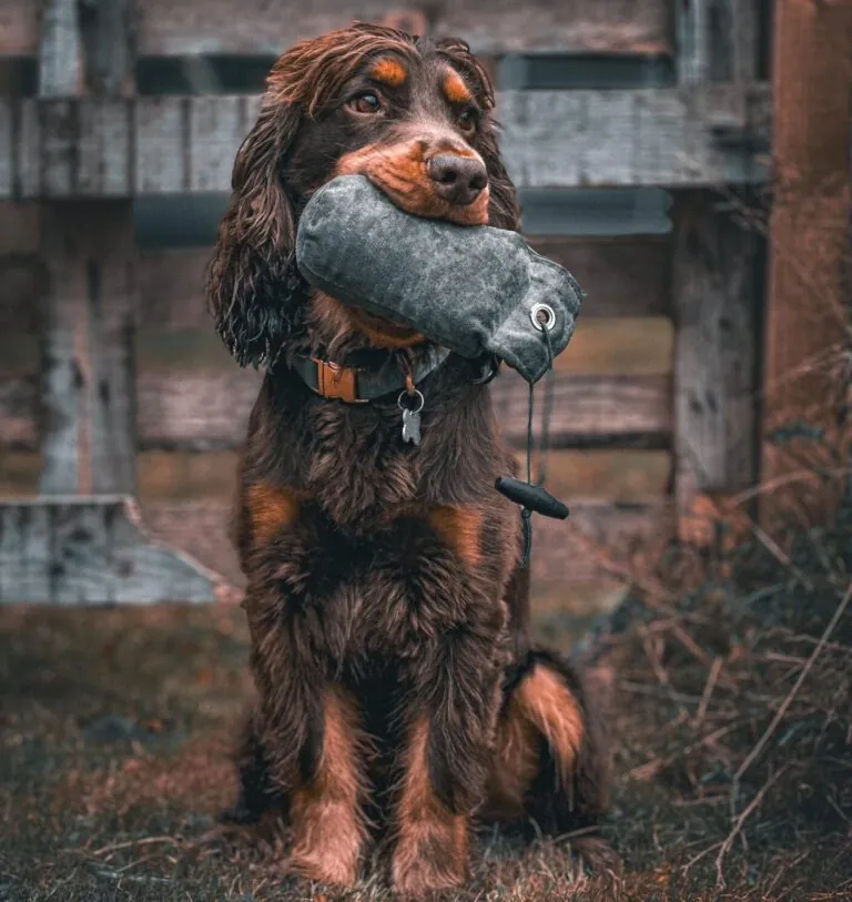 Next Level Dog Training | Trusted Professional Dog Trainers