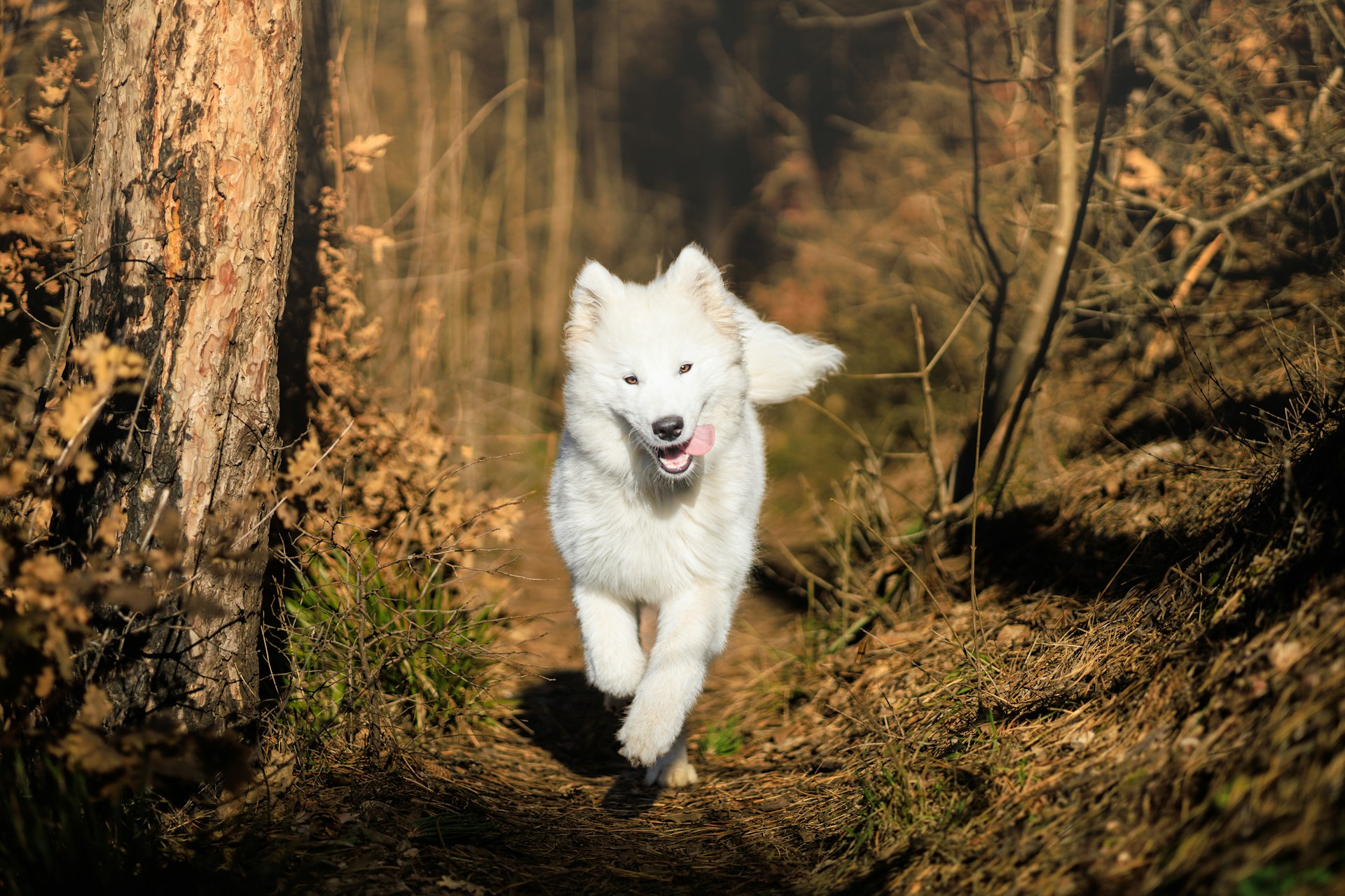 Samoyed Training - Proven Methods for a Happy, Obedient Dog